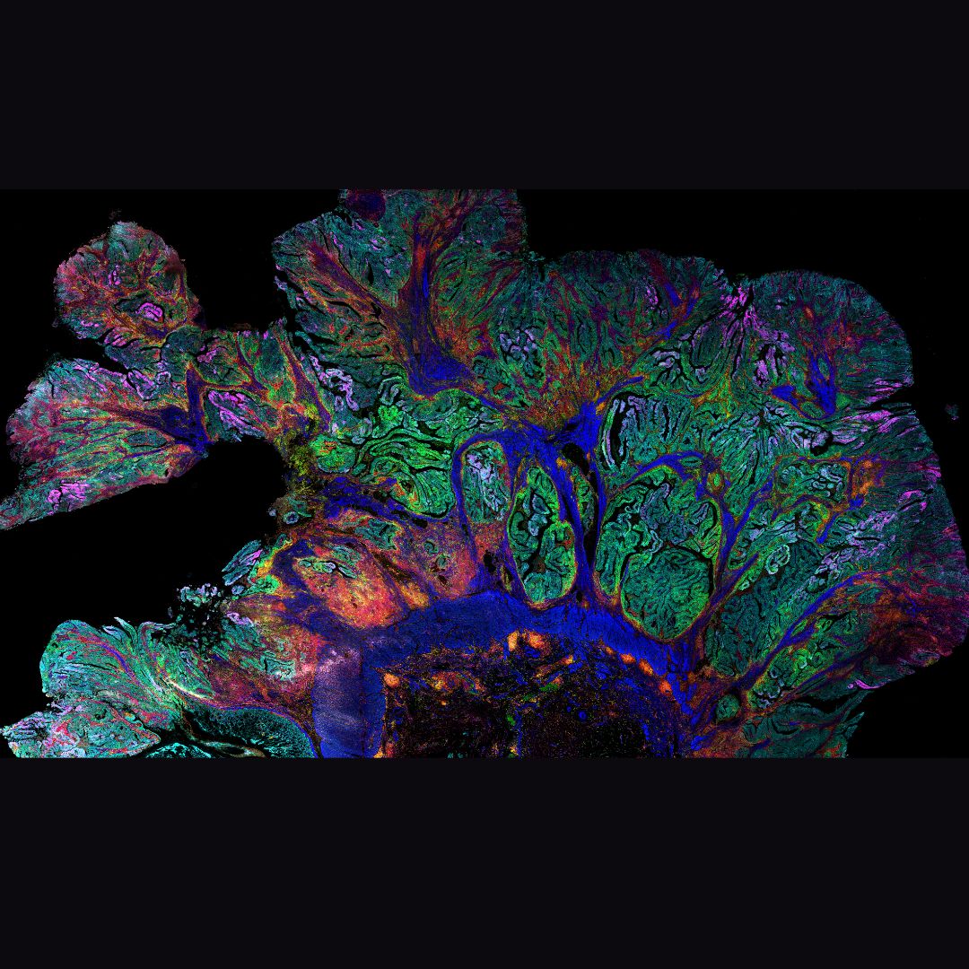 日本法人 | スタンダード・バイオツールズ株式会社